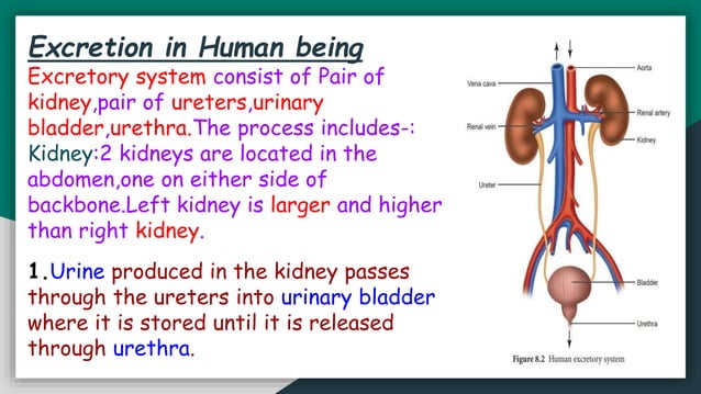 Excretion in animals (class X) | PPTX