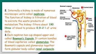 Excretion in animals (class X) | PPTX
