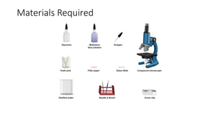 Stained Temporary Mount of Human Cheek Cells | PDF