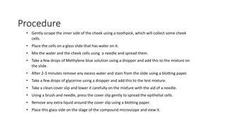 Stained Temporary Mount of Human Cheek Cells | PDF