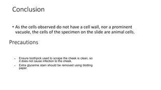Stained Temporary Mount of Human Cheek Cells | PDF