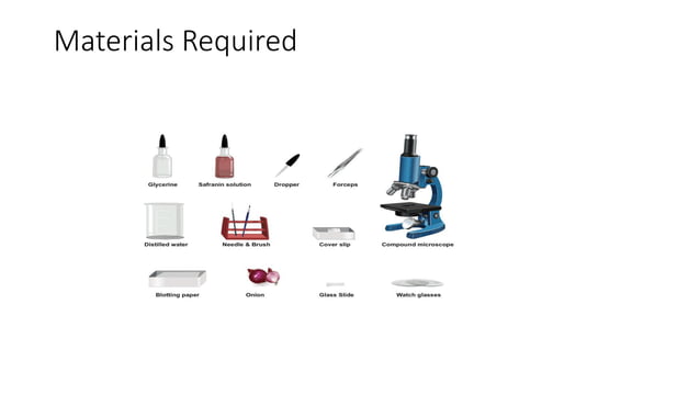 To Prepare Stained Temporary Mount of Onion Peel | PPT