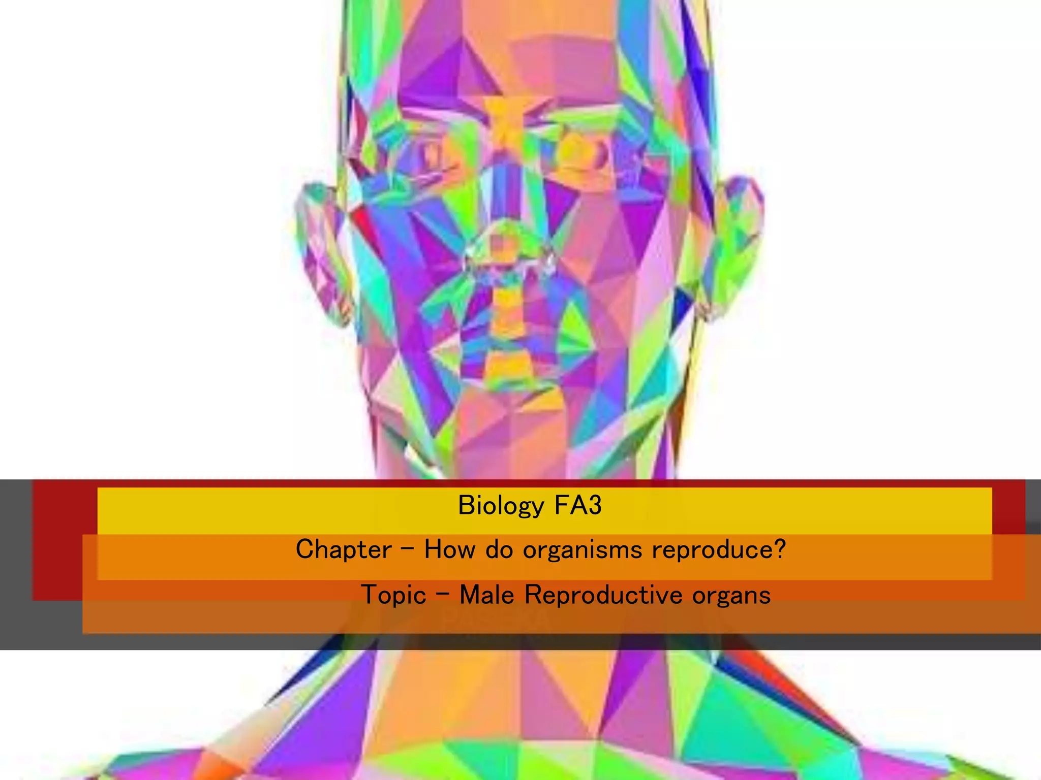 Grade 10 Bio Male reproductive system | PPTX