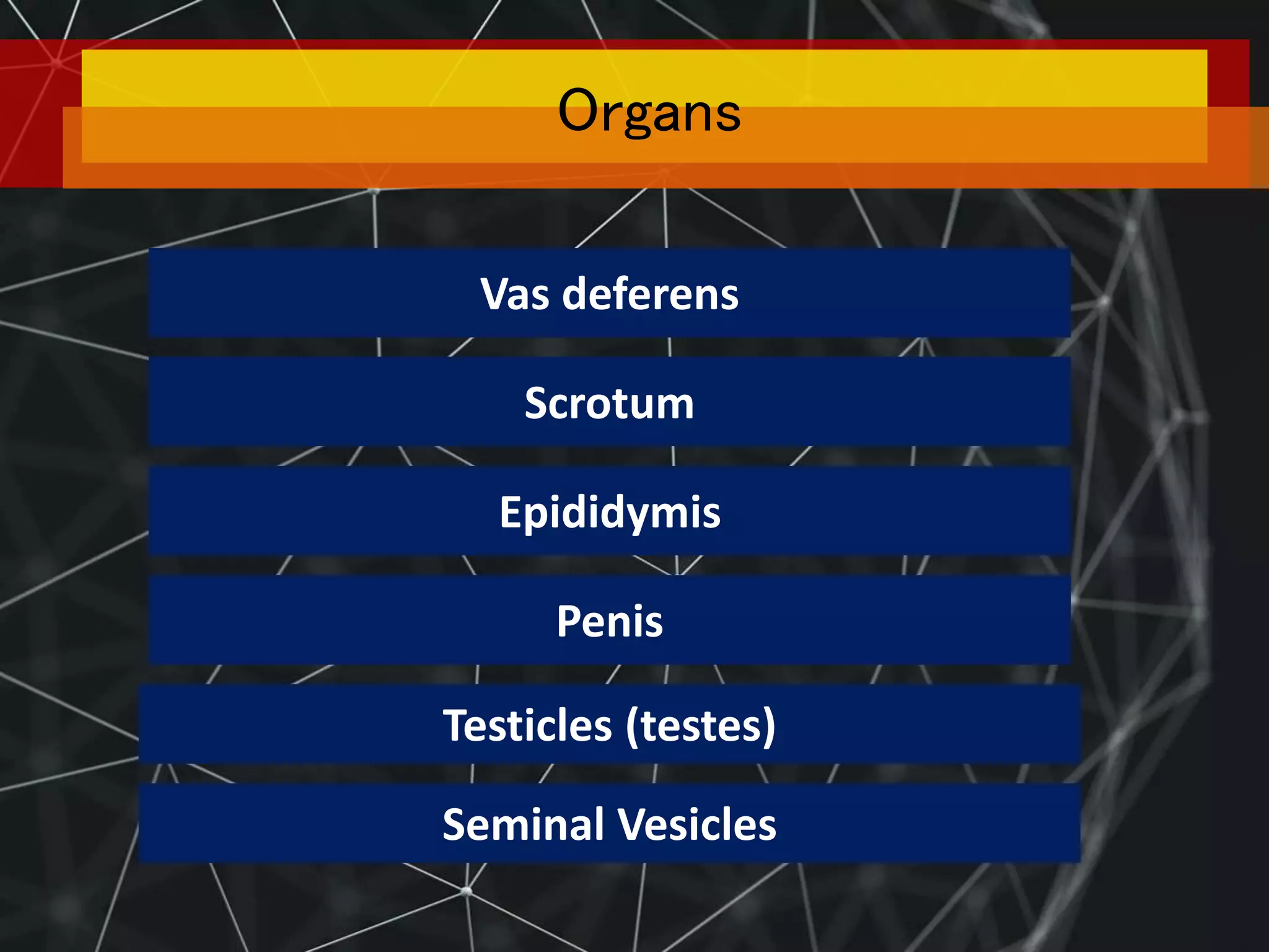 Grade 10 Bio Male reproductive system | PPTX