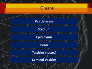 Grade 10 Bio Male reproductive system | PPTX