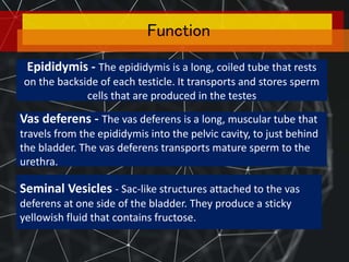 Grade 10 Bio Male reproductive system | PPTX