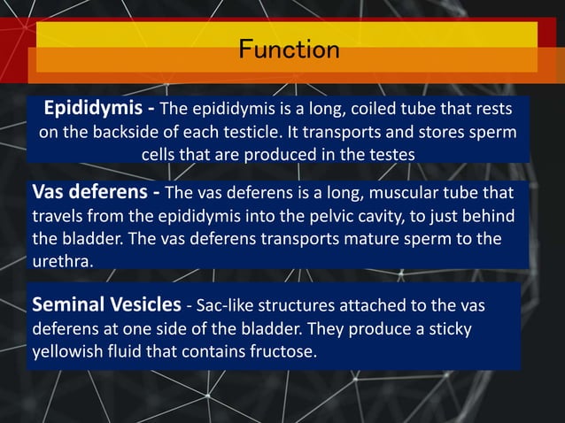 Grade 10 Bio Male reproductive system | PPTX | Infertility ...