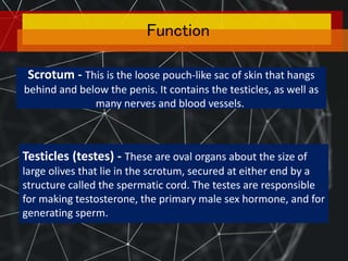 Grade 10 Bio Male reproductive system | PPTX
