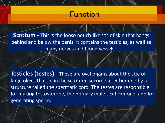 Grade 10 Bio Male reproductive system | PPTX | Infertility ...