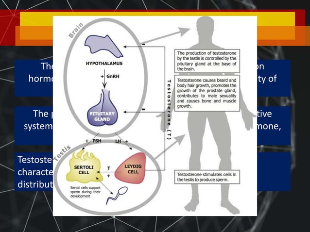 Grade 10 Bio Male reproductive system | PPTX | Infertility ...