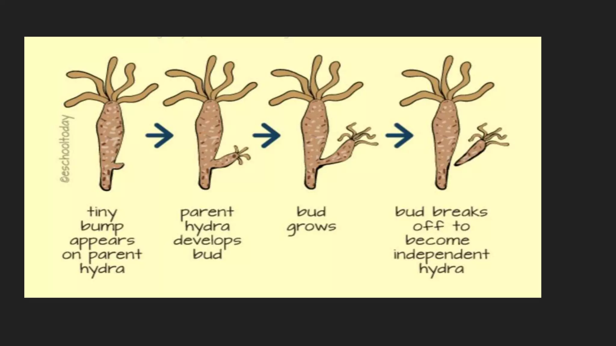 ASEXUAL REPRODUCTION IN PLANTS | PPTX