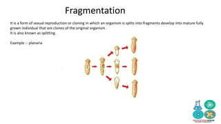 reproduction in organism | PPT