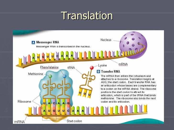 Biology Final Review