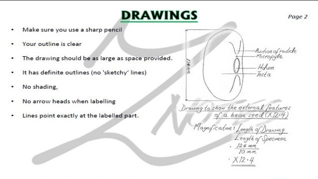 Cie Igcse Biology Flashcards