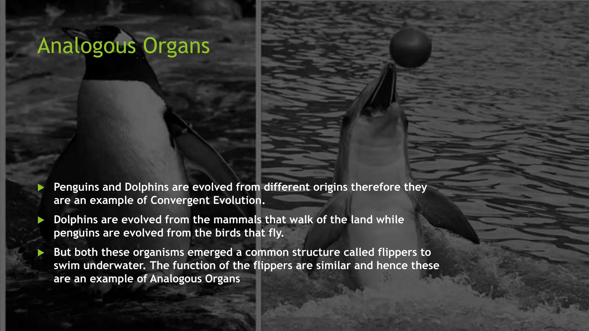 BIOLOGY FLASH CARDS very very very very very helpful | PPTX