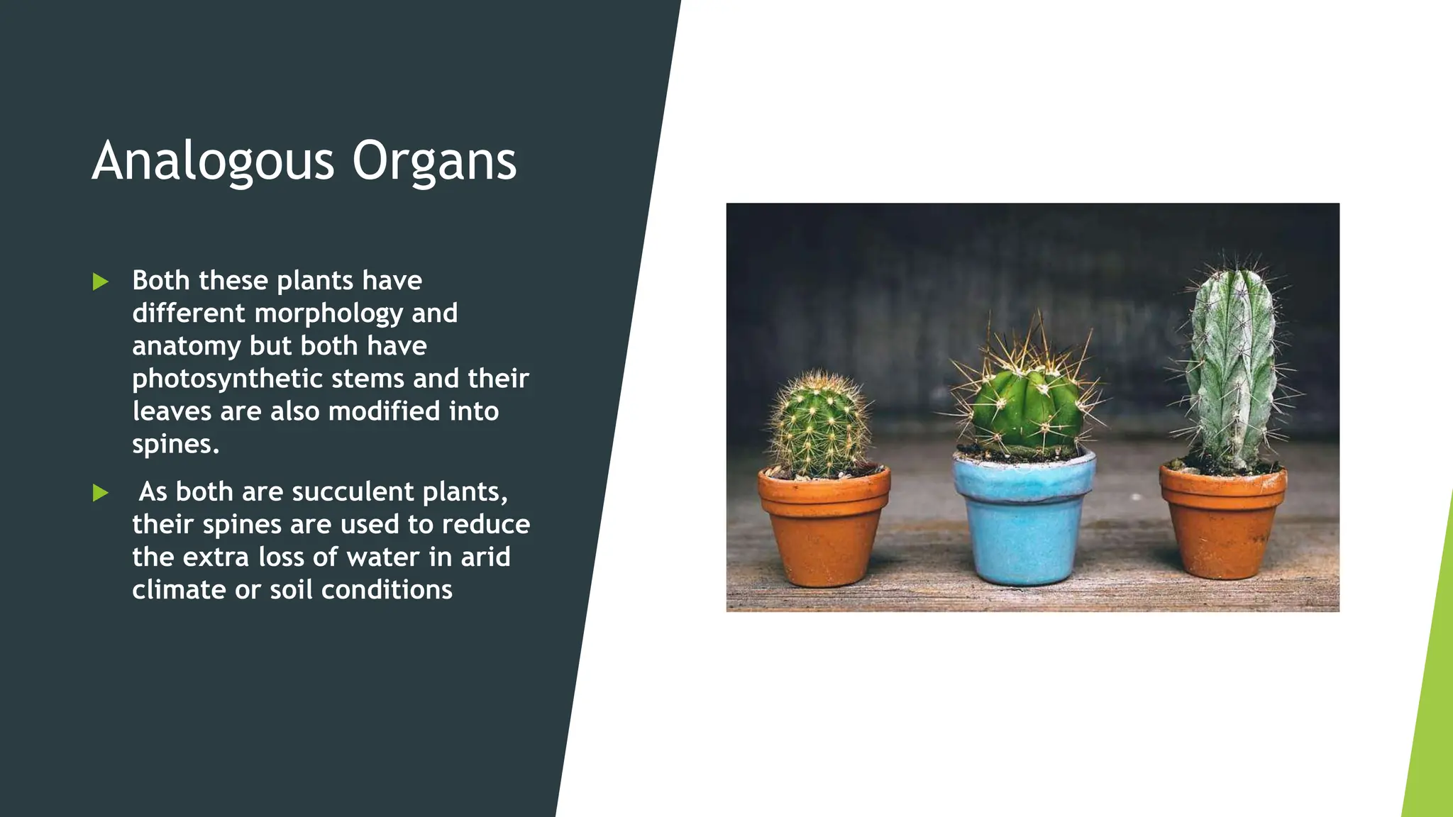 BIOLOGY FLASH CARDS very very very very very helpful | PPTX