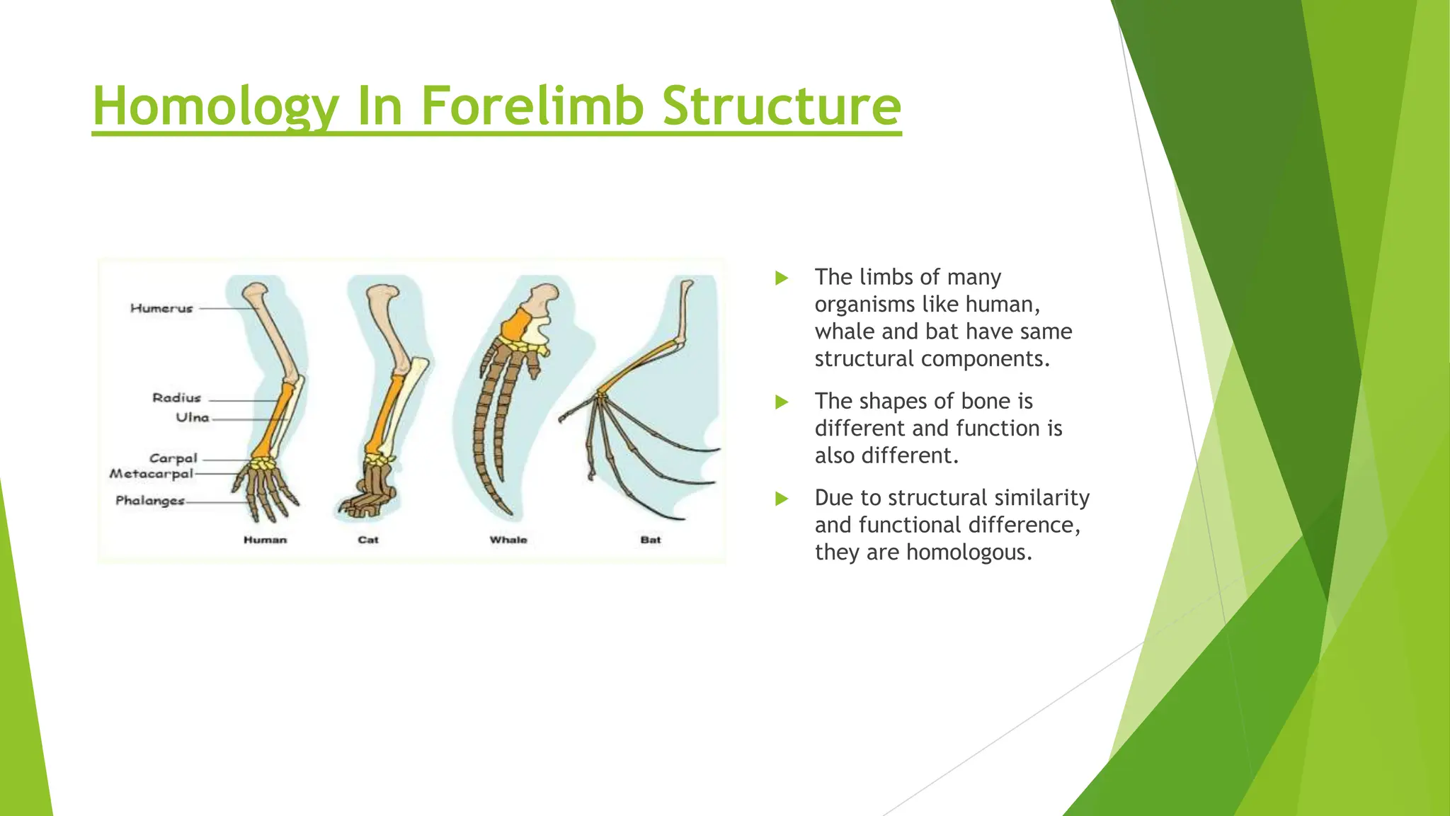 BIOLOGY FLASH CARDS very very very very very helpful | PPTX