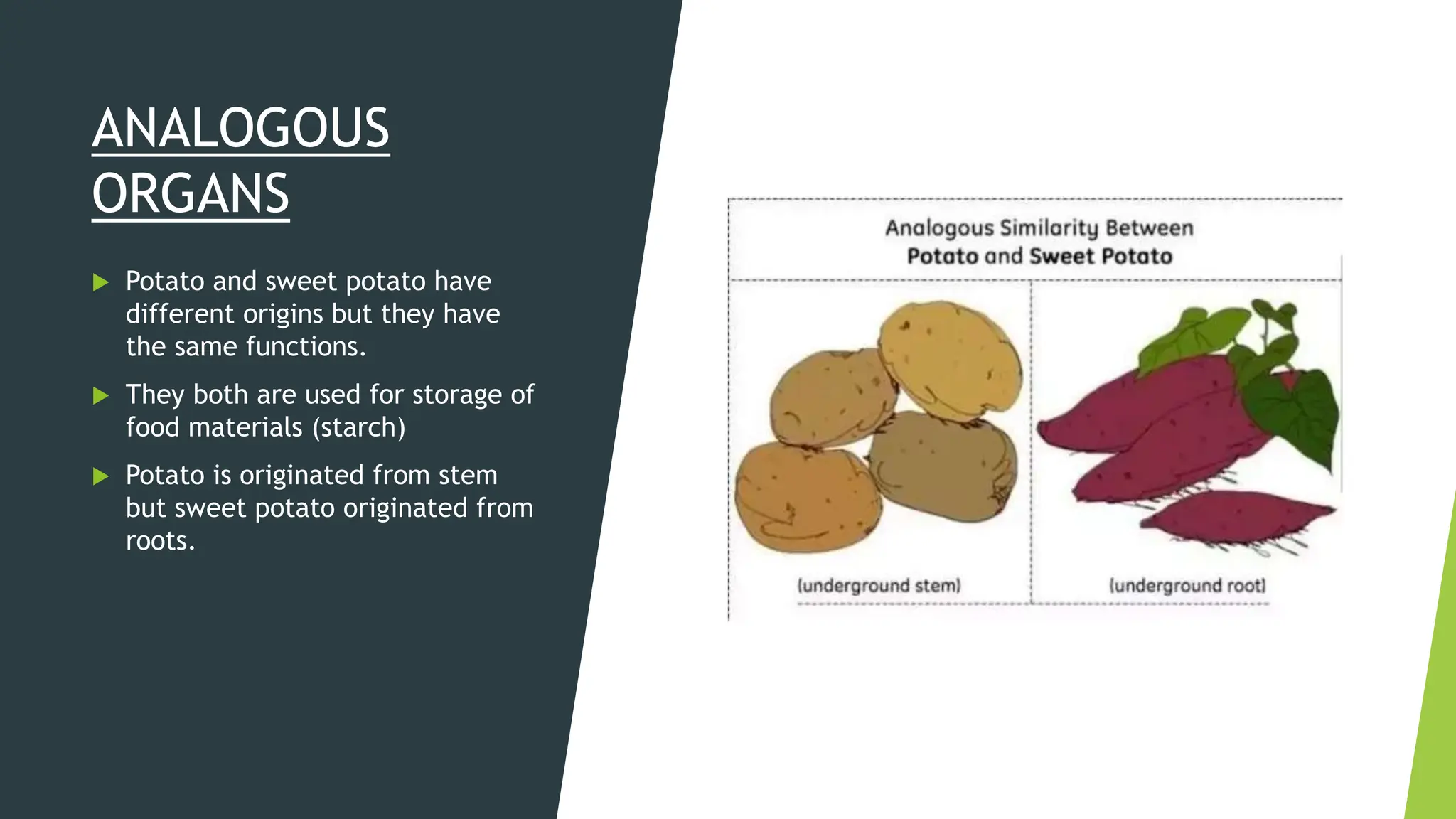 BIOLOGY FLASH CARDS very very very very very helpful | PPTX