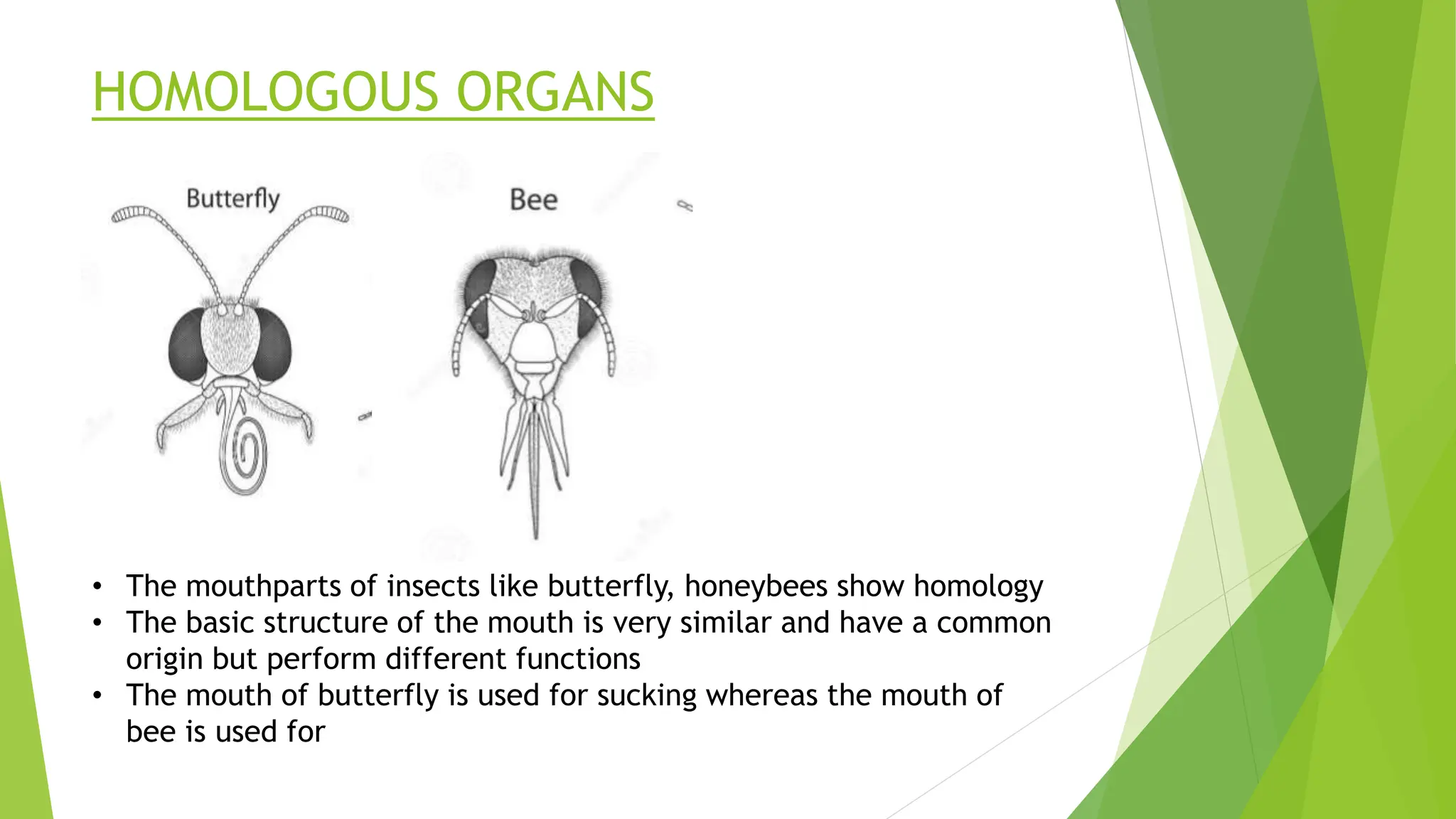 BIOLOGY FLASH CARDS very very very very very helpful | PPTX