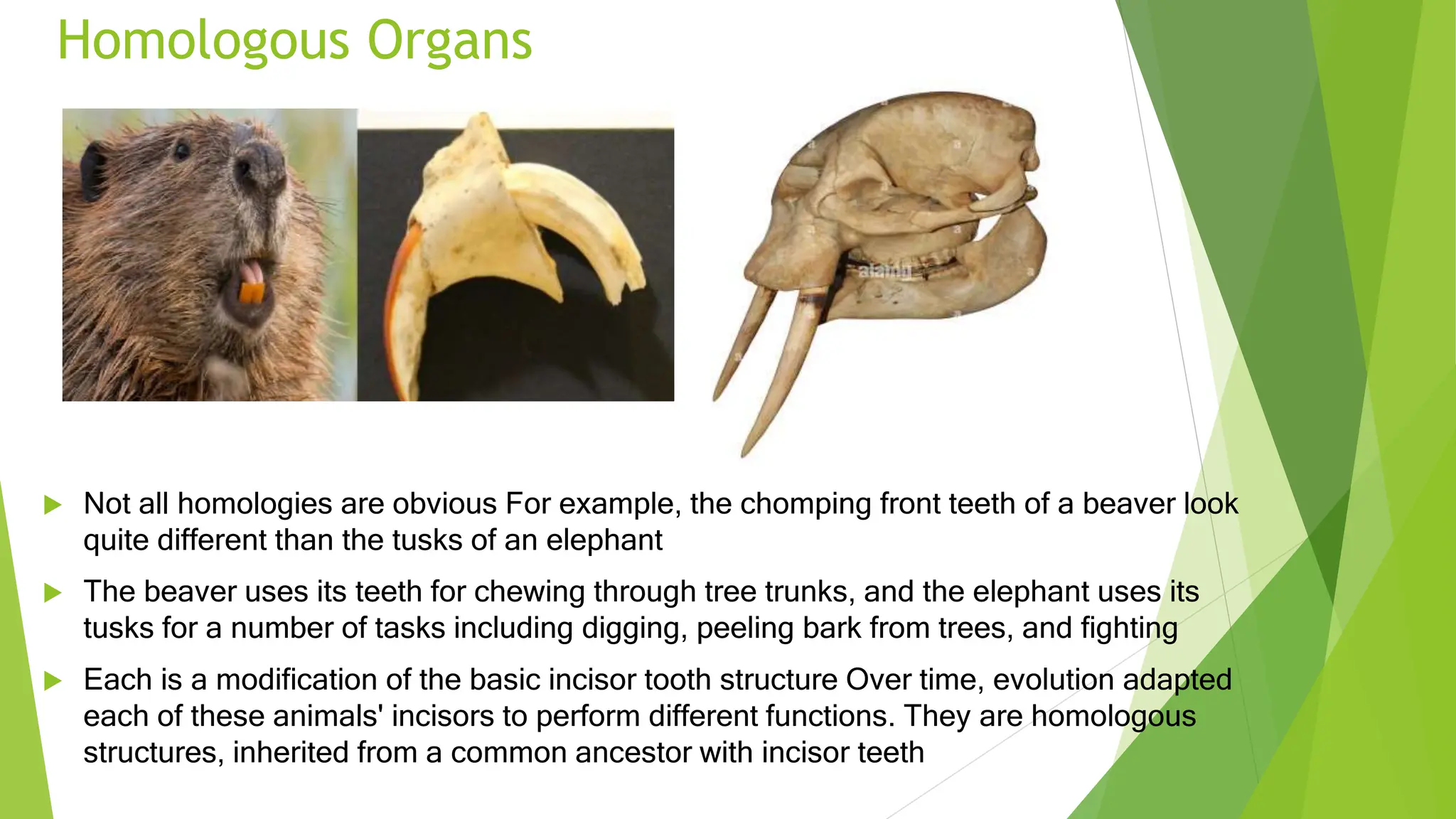BIOLOGY FLASH CARDS very very very very very helpful | PPTX