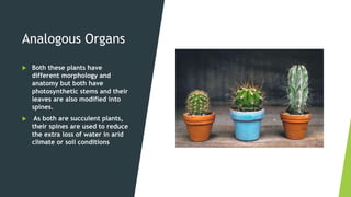 BIOLOGY FLASH CARDS very very very very very helpful | PPTX