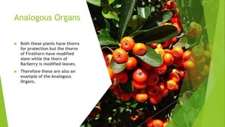 BIOLOGY FLASH CARDS very very very very very helpful | PPTX