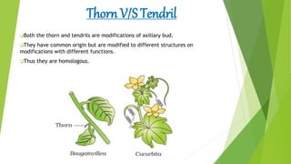 BIOLOGY FLASH CARDS very very very very very helpful | PPTX