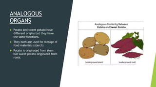 BIOLOGY FLASH CARDS very very very very very helpful | PPTX