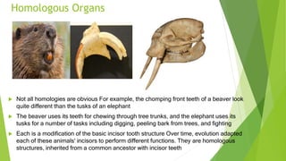 BIOLOGY FLASH CARDS very very very very very helpful | PPTX