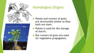 BIOLOGY FLASH CARDS very very very very very helpful | PPTX