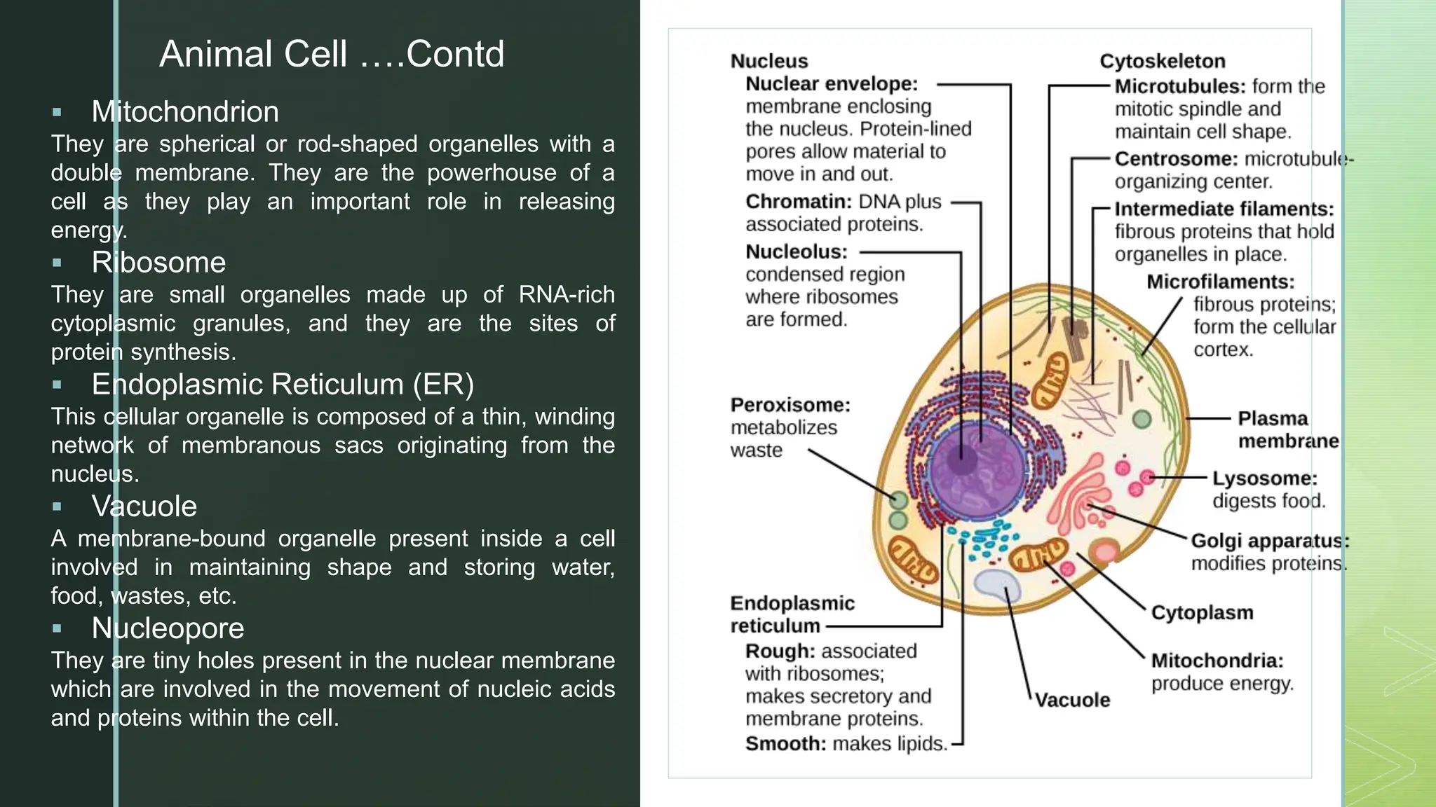 BIOLOGY FOR ENGINEERS MDOULE 1 - 22 SCHEME PART 1.pptx