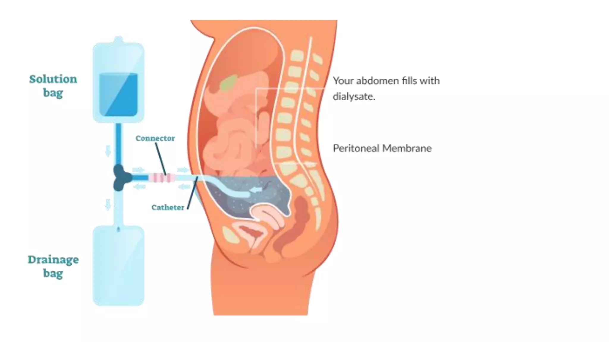 Biology For Engineers Module 3 / HUMAN ORGAN SYSTEMS AND BIO-DESIGNS - 2 | PDF
