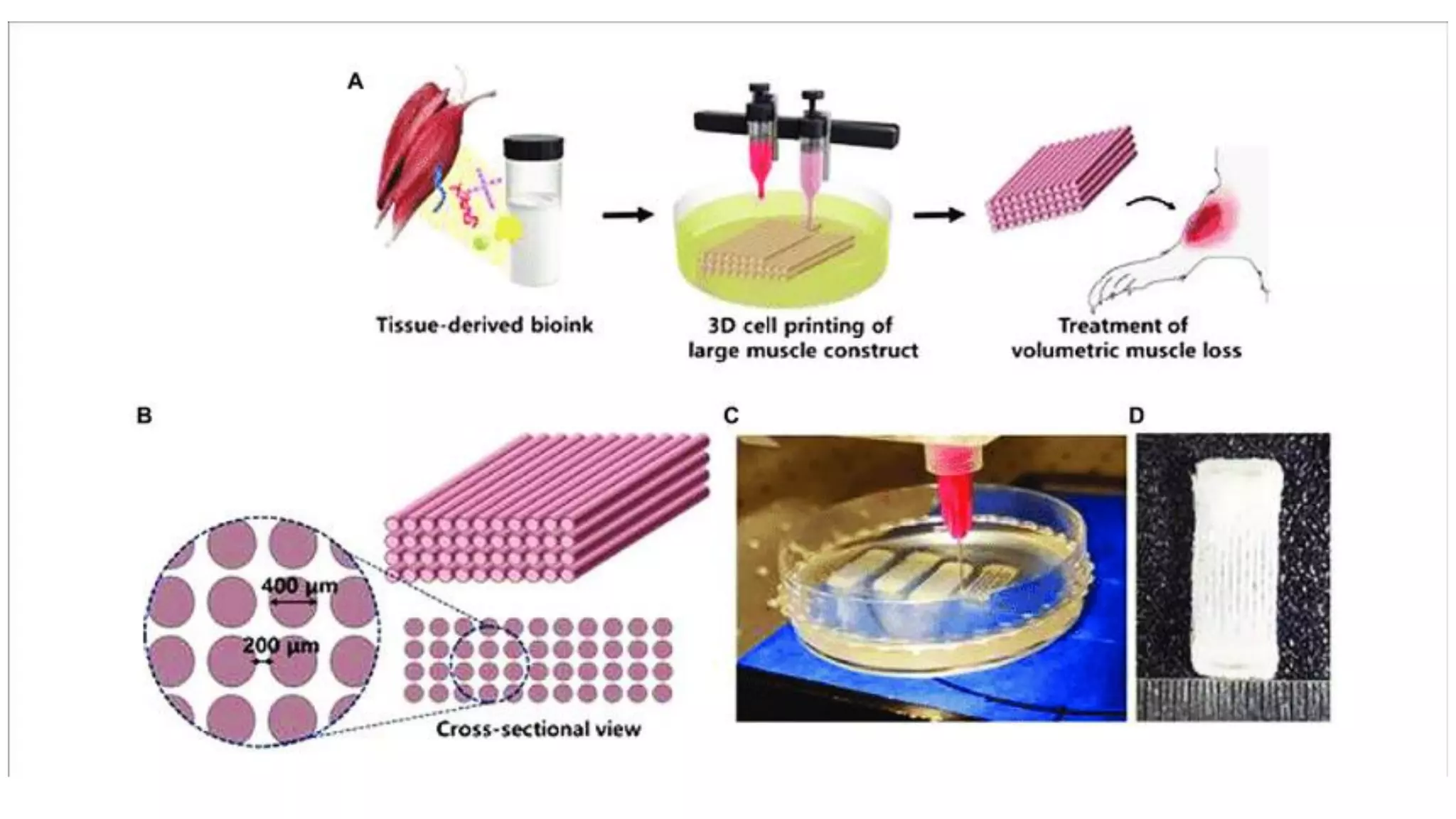 Biology For Engineers Module 3 / HUMAN ORGAN SYSTEMS AND BIO-DESIGNS - 2 | PDF