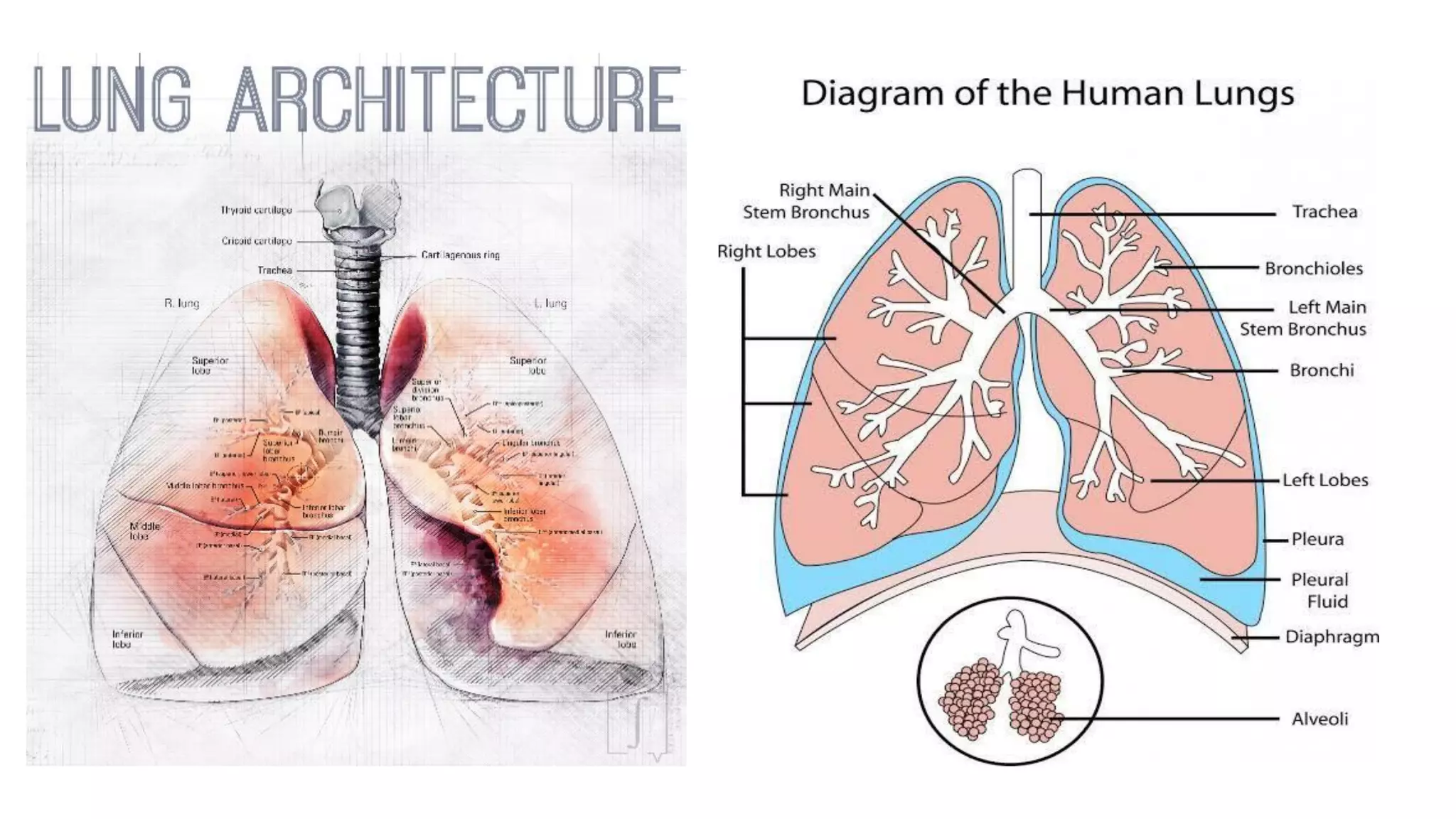 Biology For Engineers Module 3 / HUMAN ORGAN SYSTEMS AND BIO-DESIGNS - 2 | PDF
