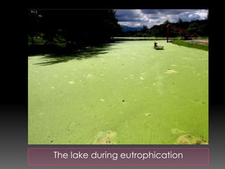 Biology form 4 eutrophication(Malaysia) | PPTX | Geography | Science