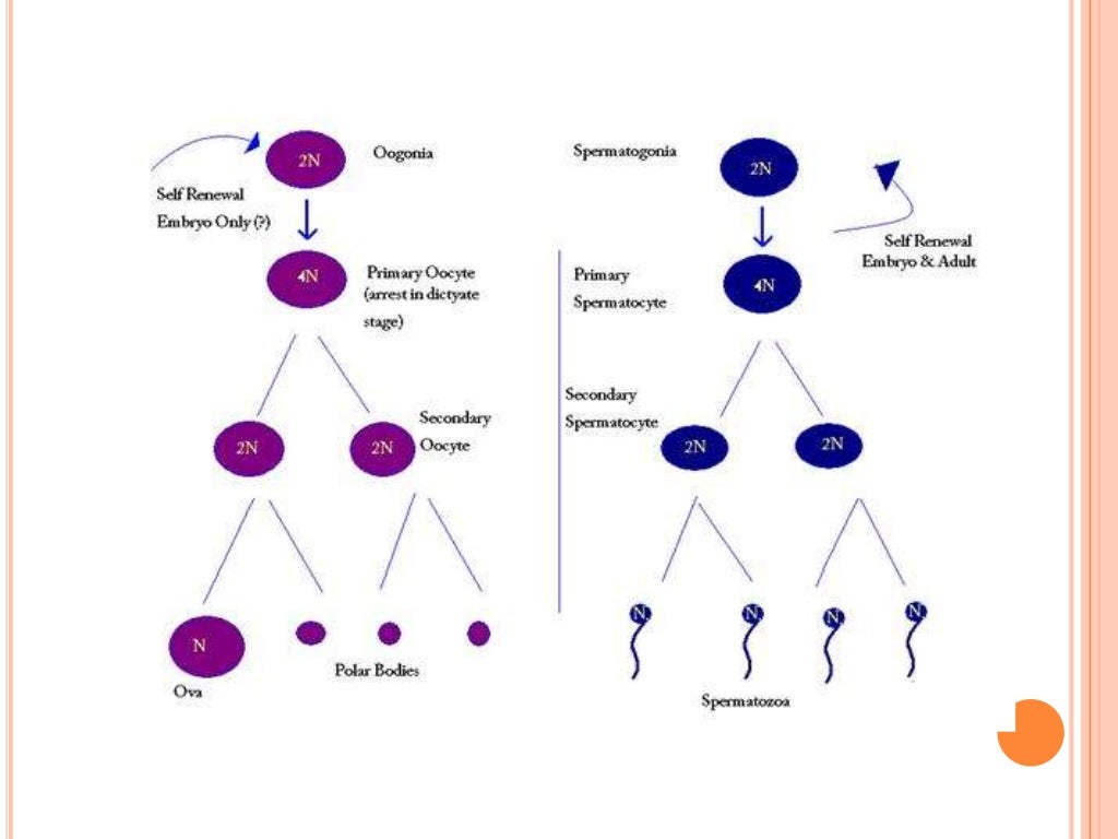 Biology form 5 process of oogenesis