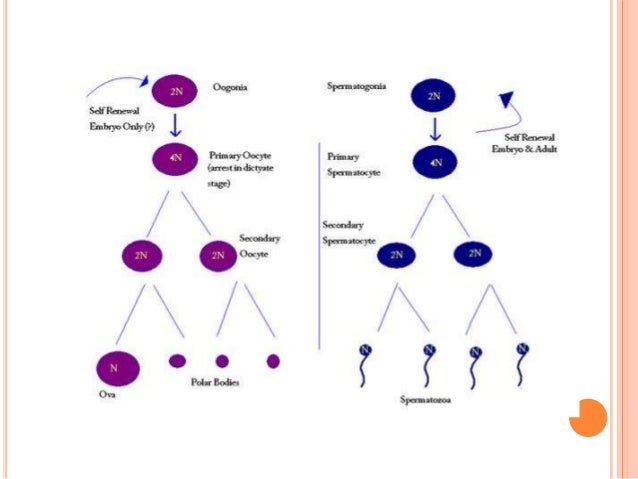 Biology form 5 process of oogenesis