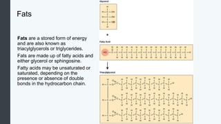 Biology for Majors, Macromolecules | PPTX