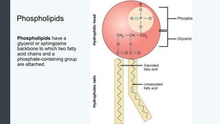 Biology for Majors, Macromolecules | PPTX