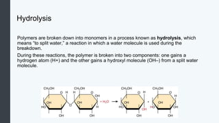 Biology for Majors, Macromolecules | PPTX