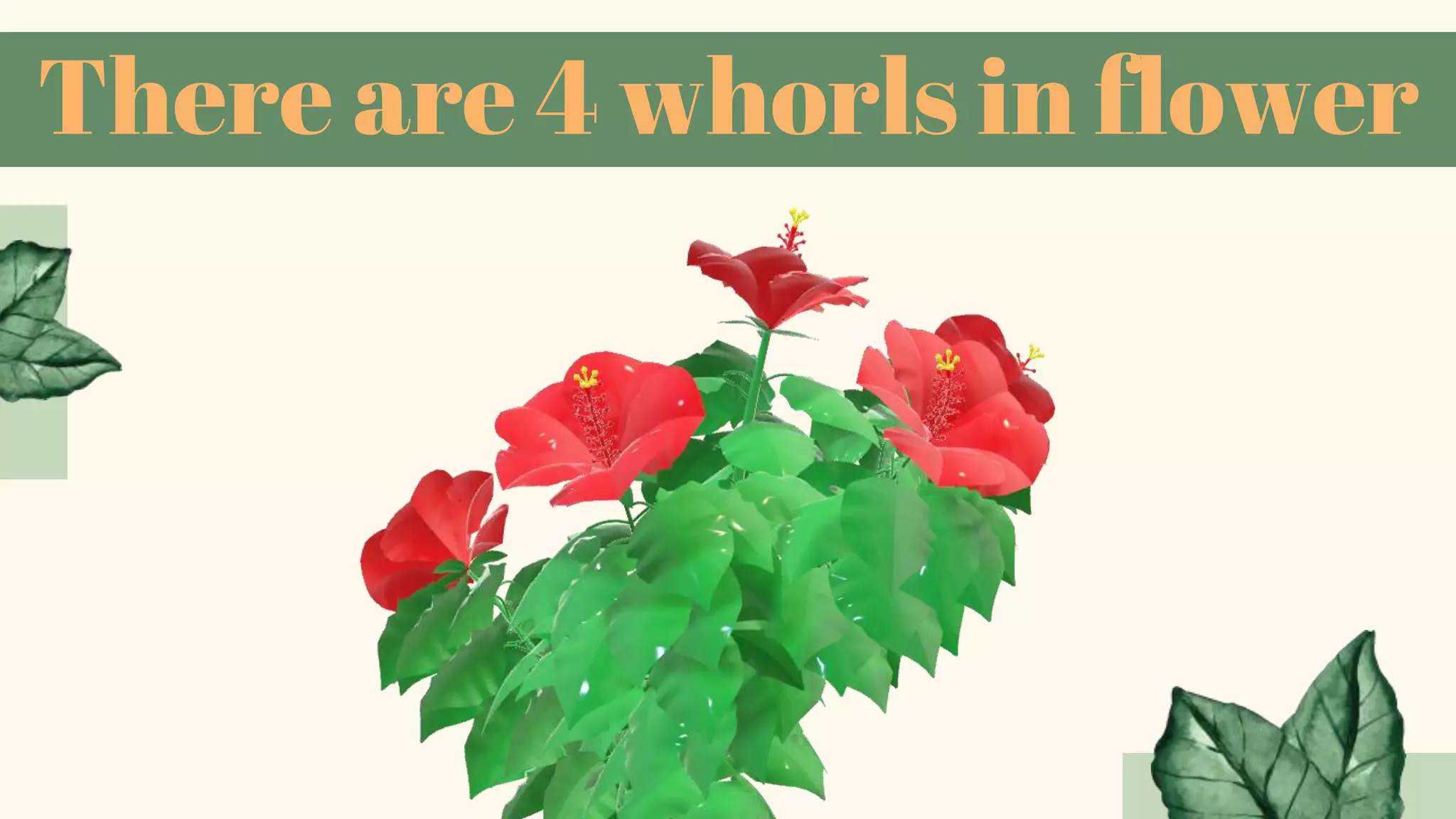 Flower and its parts 3D model PPT | PPTX