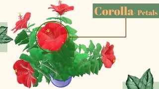 Flower and its parts 3D model PPT | PPTX