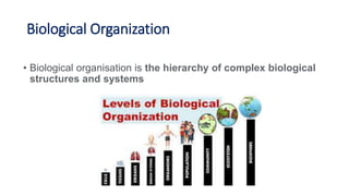 biology hirarchy.pptx