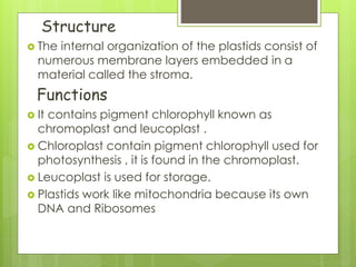 Biology holiday homework | PPTX