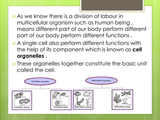 Biology holiday homework | PPTX