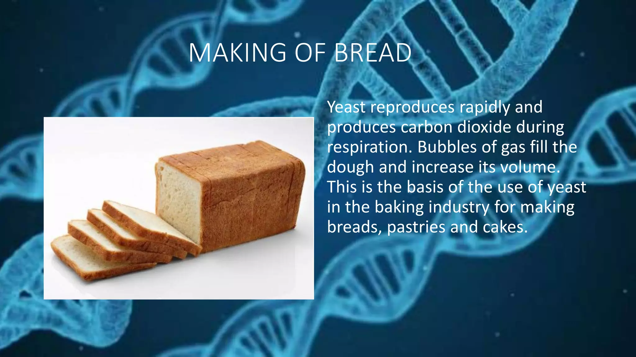 BIOLOGY HOLIDAY HOMEWORK.pptx