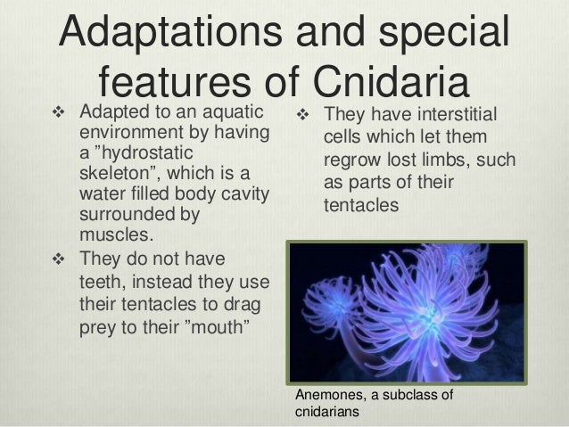 Ppt The Characteristics Of Phylum Cnidaria Powerpoint