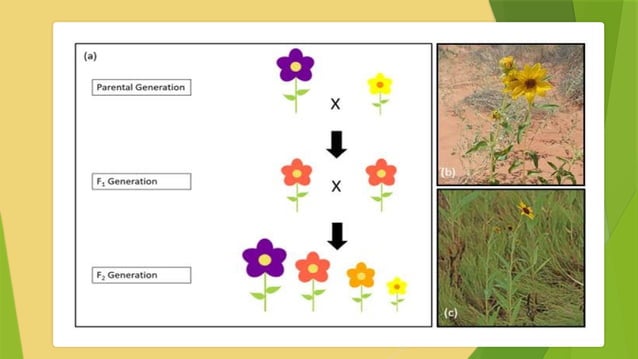 Biology hybridization ppt.pptx plant hybridization | PPTX
