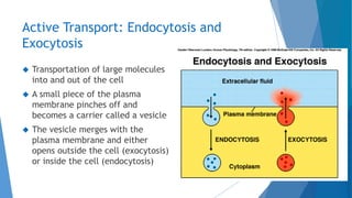 Biology chapter 7 | PPTX