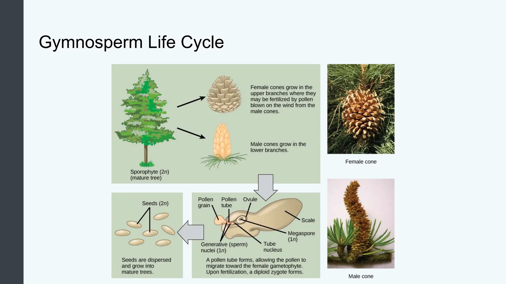 Biology_Plant_reproduction and developement | PPTX